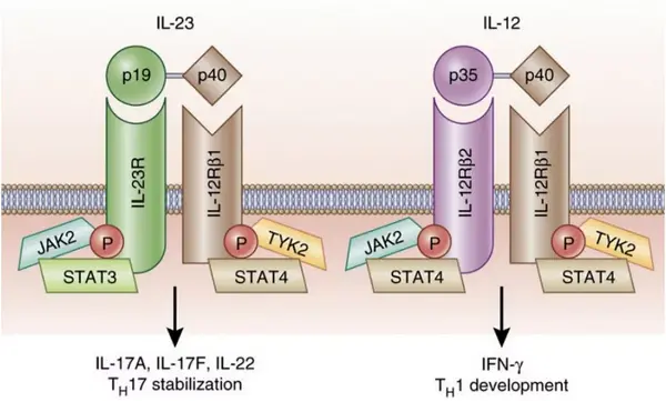 抗炎、抗肿瘤热门靶点- IL-12 - 知乎