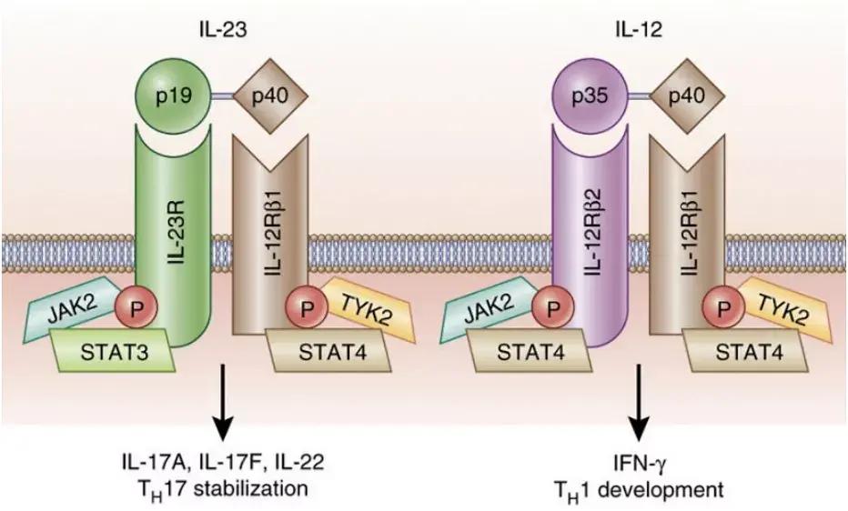 抗炎、抗肿瘤热门靶点- IL-12 - 知乎