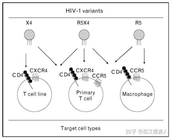 单次无套XJ女传男HIV的概率有多大 - 知乎