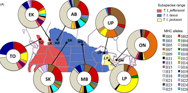 R语言：饼图系列-连续变量 - 知乎
