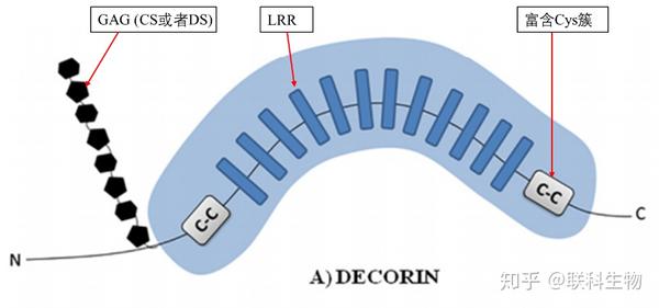 细胞外基质—ELISA新品Decorin - 知乎