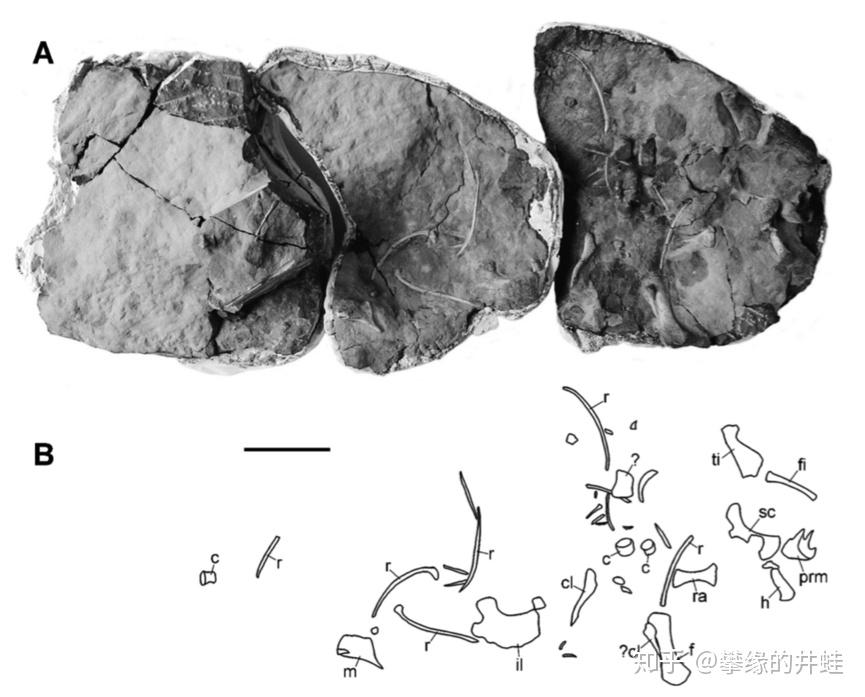 【地球演义】二叠纪剧场 Madagascar (III) - 知乎
