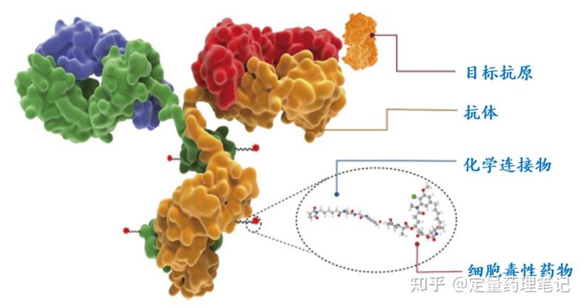 ADC类药物定量药理学分析专题一：ADC的作用机制及PK特征 - 知乎