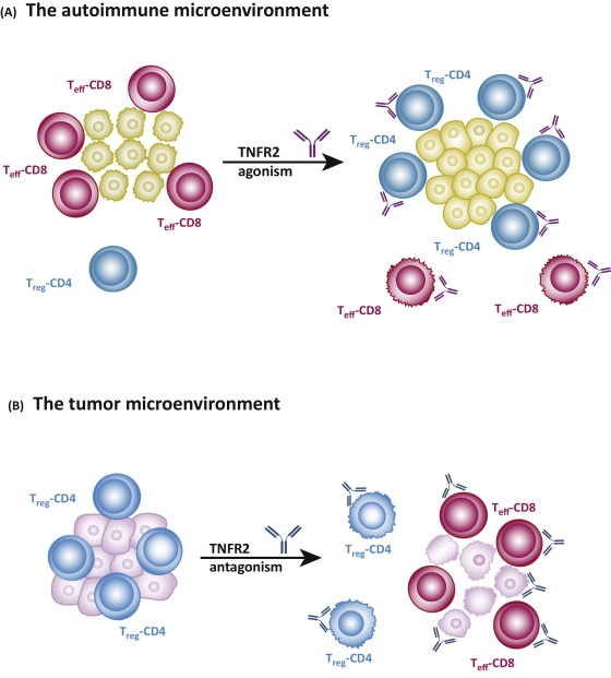 肿瘤免疫新一代“王牌”的潜力靶标：TNFR2 - 知乎