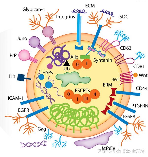 外泌体-热门研究方向分享 - 知乎