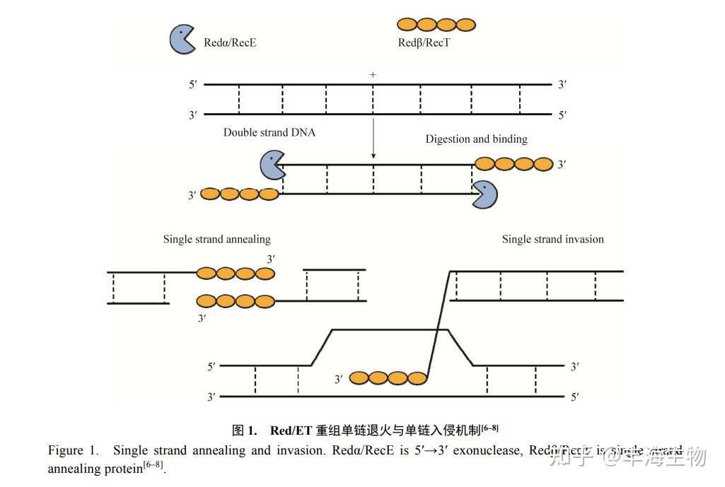 同源重组 Redet是什么技术? 知乎