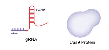 CRISPR-Cas9技术原理及基因编辑实验成功秘诀 - 知乎
