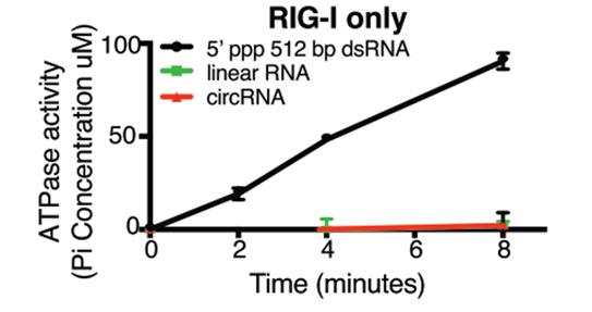 【耀文解读】一文全知道|最新外源circRNA机体免疫触发机制全收集 - 知乎