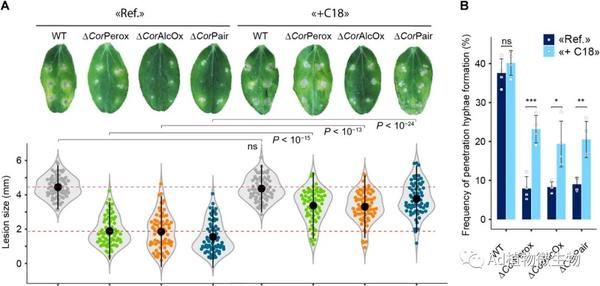 Science Advances | 研究揭示病原真菌侵染植物的新机制！ - 知乎