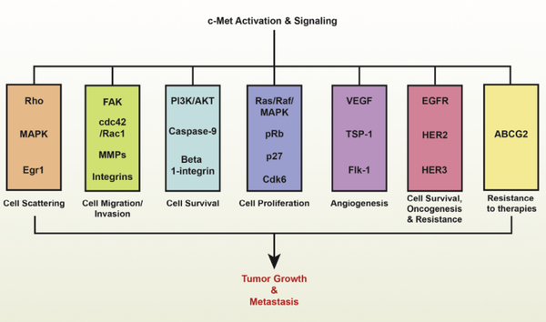 c-METHGF：永远年轻的药物靶点 - 知乎