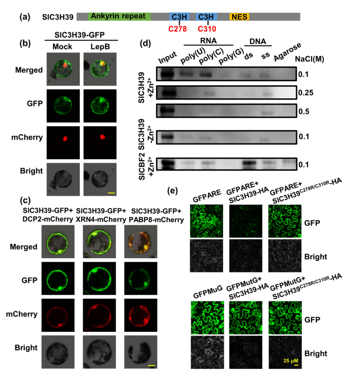 RIP-seq项目文章｜New Phytol发表番茄耐寒的转录后调控机制 - 知乎
