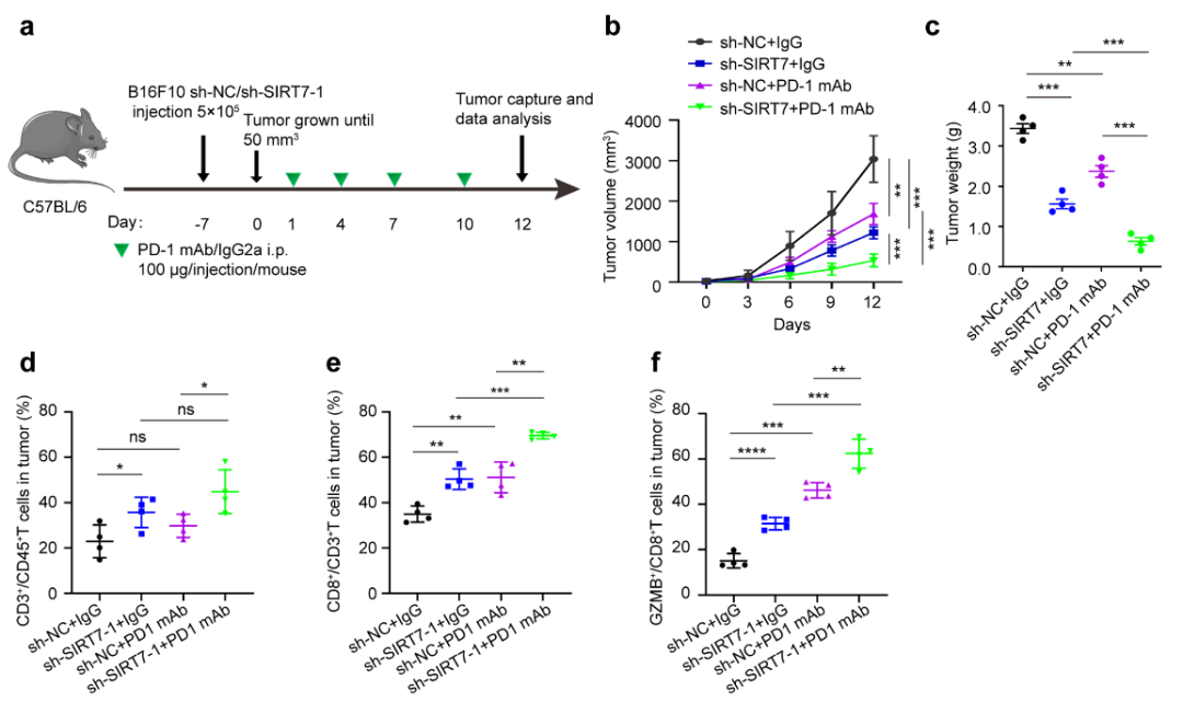 STTT︱空军军医大学李春英团队揭示长寿基因家族成员SIRT7在黑色素瘤发展和免疫逃逸中的作用和机制 - 知乎