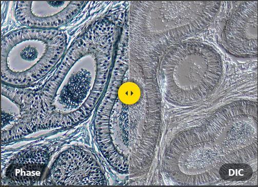 细胞生物学中如何区分各种显微镜拍的照片？ - 知乎