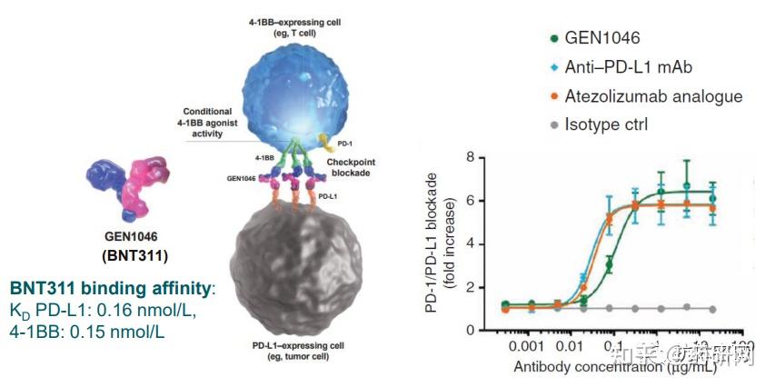 T细胞共刺激靶标：4-1BB - 知乎