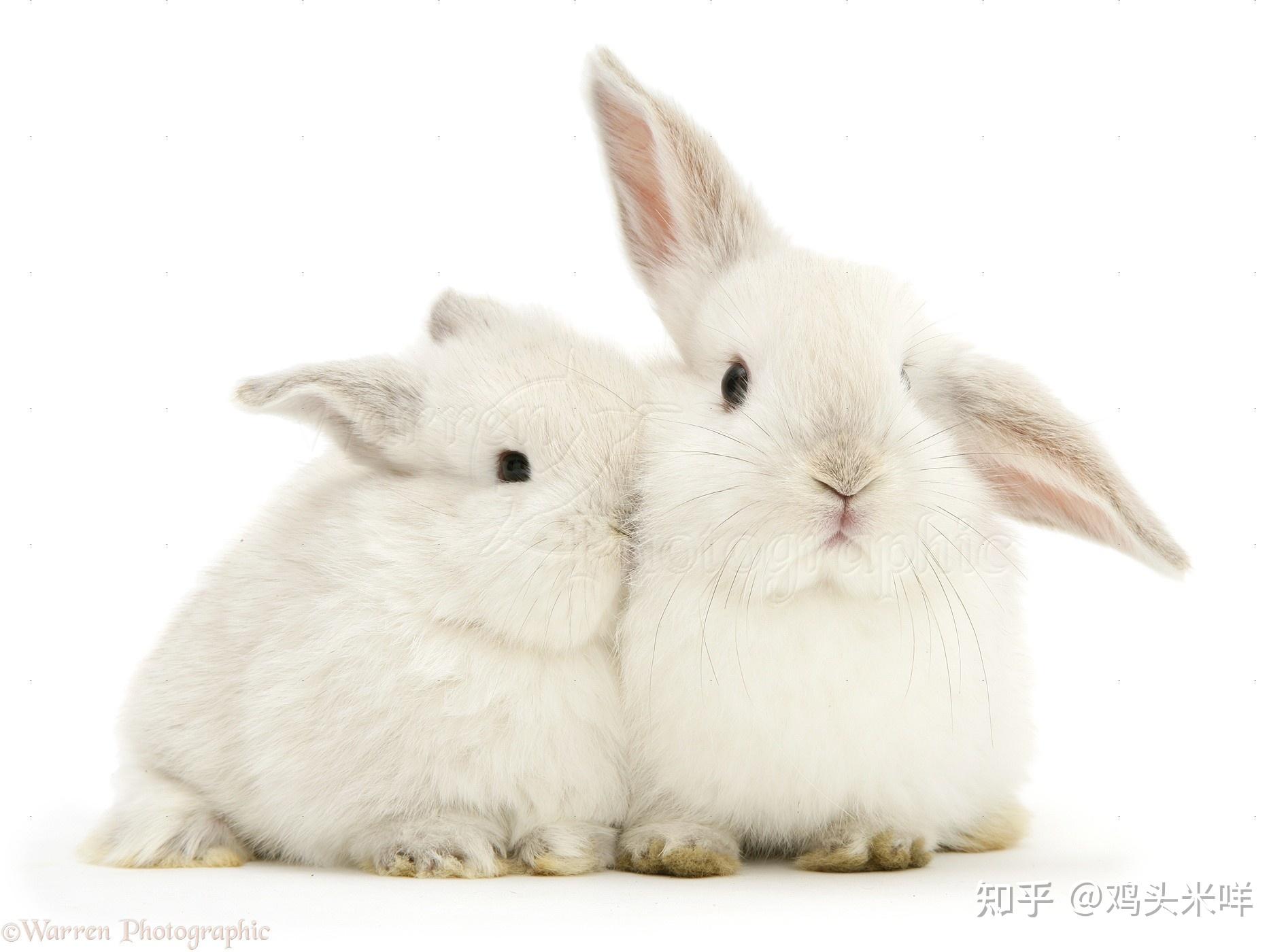 为什么每月第一天要说 White Rabbits？ - 知乎