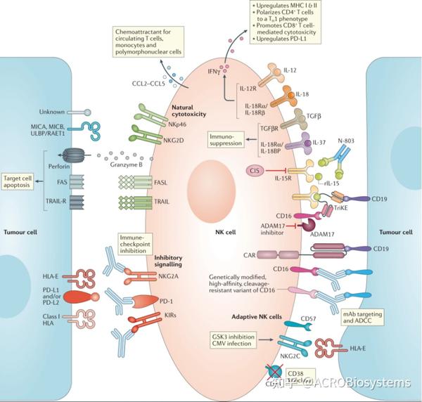 NK细胞表面免疫检查点受体KIRs知多少 - 知乎