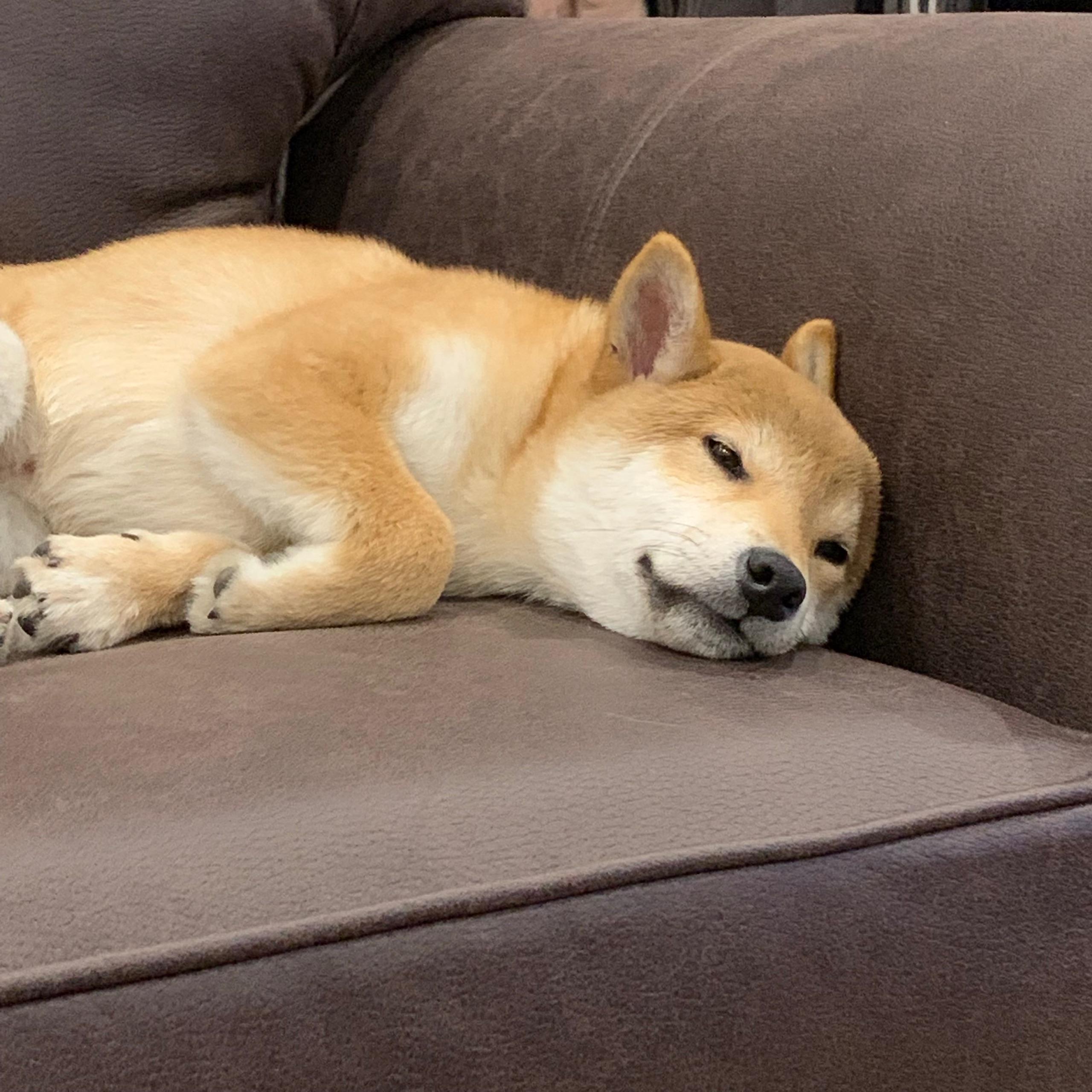 养一只柴犬是什么体验？ - 知乎