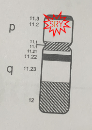 性别决定基因-SRY - 知乎