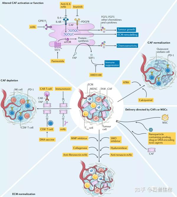 火爆全网的癌症相关成纤维细胞(CAF)最全面总结 - 知乎