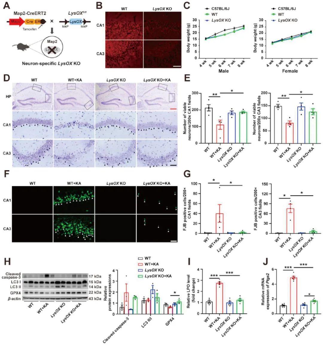 APSB | 湘雅毛小元/刘昭前·兰大金卫林教授等合作揭示铁死亡与癫痫脑损伤之间的分子机制 - 知乎