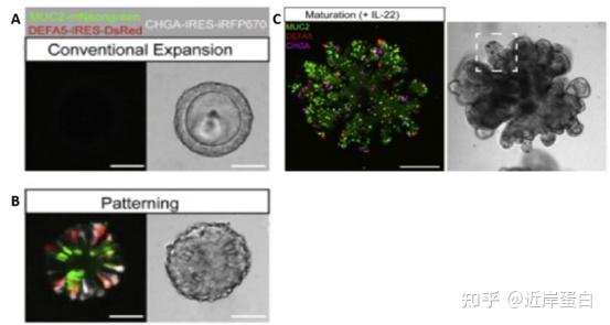近岸类器官课堂解析Hans Clevers团队文章，开启人肠道类器官培养新阶段 - 知乎