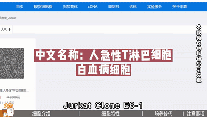 Jurkat Clone E6-1细胞培养，人急性T淋巴细胞白血病细胞培养攻略-丰晖生物 - 知乎