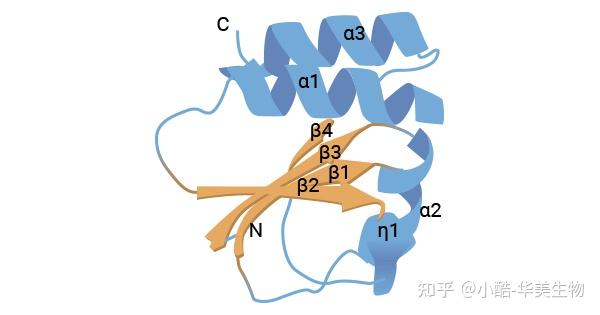 靶向CD70的免疫治疗新突破：从疾病机制到iPSC-CAR-NK疗法的临床前景 - 知乎