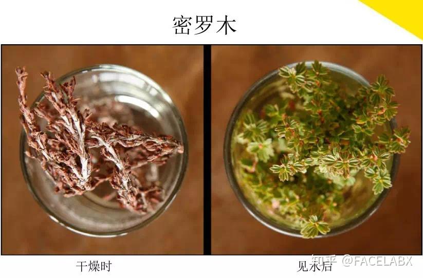 GLYCOIN NATURAL（格莱可因）解密肌肤逆生长奥秘 - 知乎