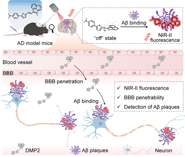 染料探针 | 激活型NIR-II荧光探针用于β-淀粉样蛋白的体内成像 - 知乎