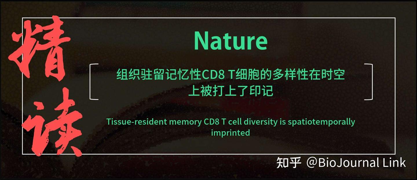 空间组学 | Nature | 组织驻留记忆性CD8 T细胞的多样性在时空上被打上了印记 - 知乎