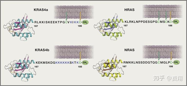 针对K-RAS突变癌症 - 知乎