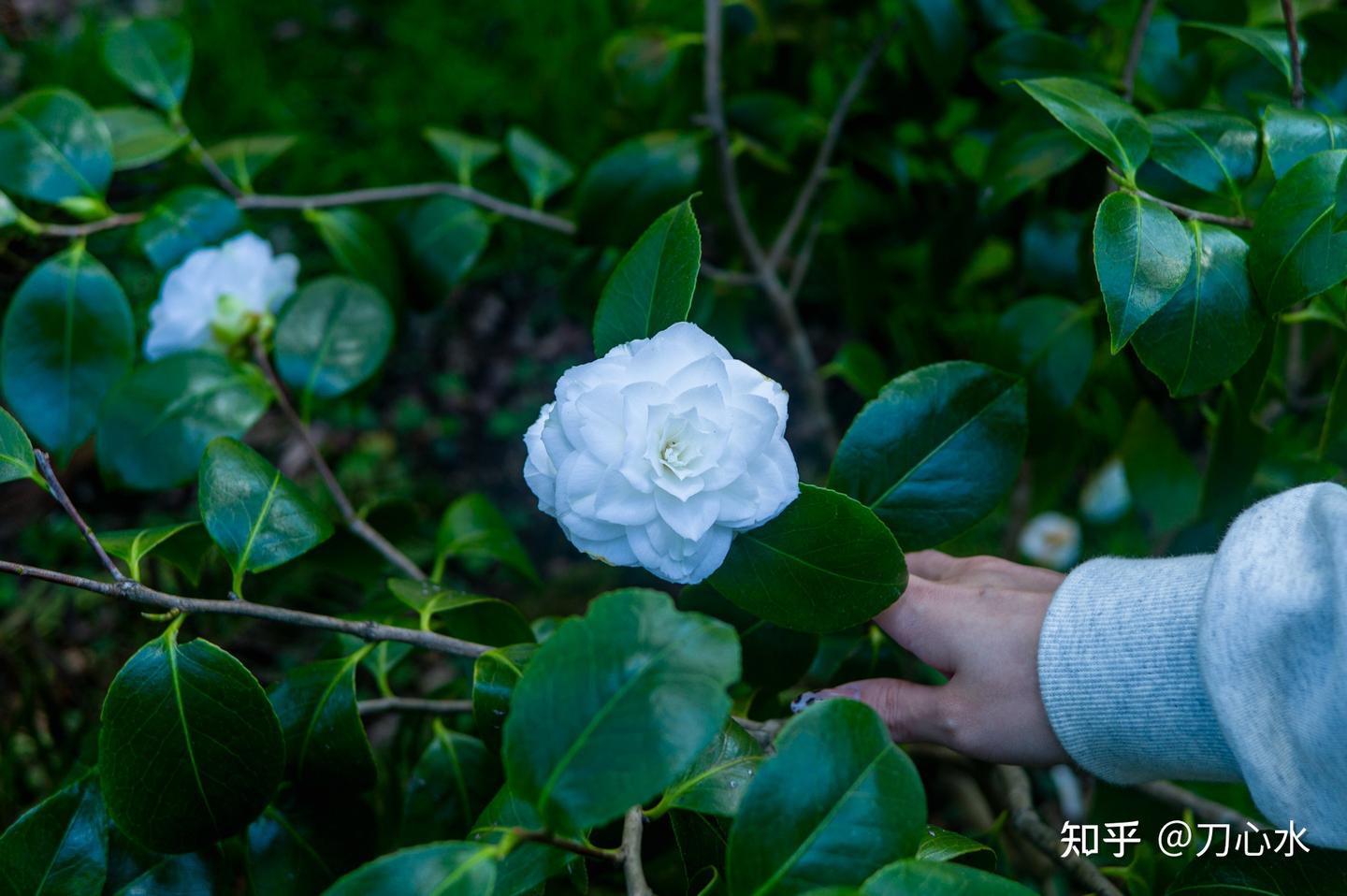 徕卡M9P：全画幅CCD的末代绝唱 - 知乎