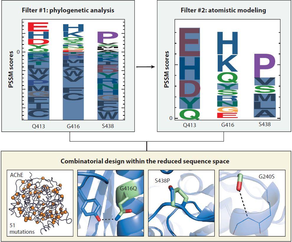 回顾: 在Rosetta中计算氨基酸突变影响的方法 - 知乎