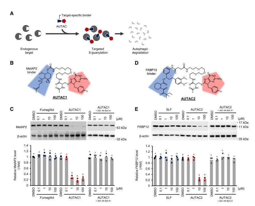 AUTACs使用选择性自噬的货物特异性降解物 - 知乎