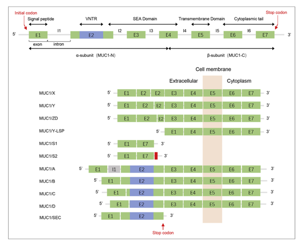 肿瘤靶向治疗新靶点：MUC1 - 知乎