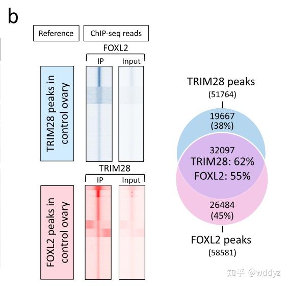 01-依赖TRIM28蛋白的类泛素化保护成年卵巢免受睾丸通路的激活 - 知乎
