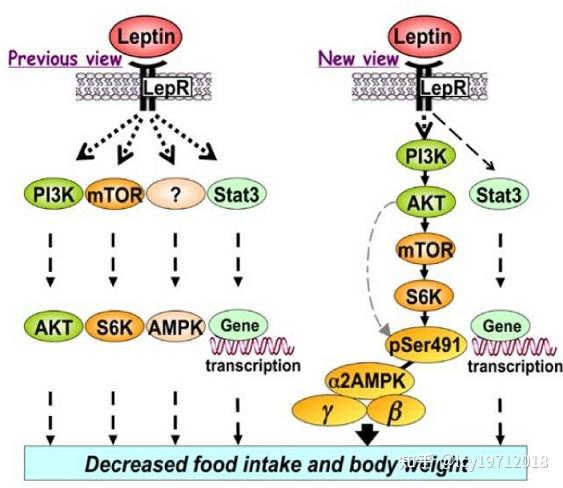 AMPK信号通路（二） - 知乎