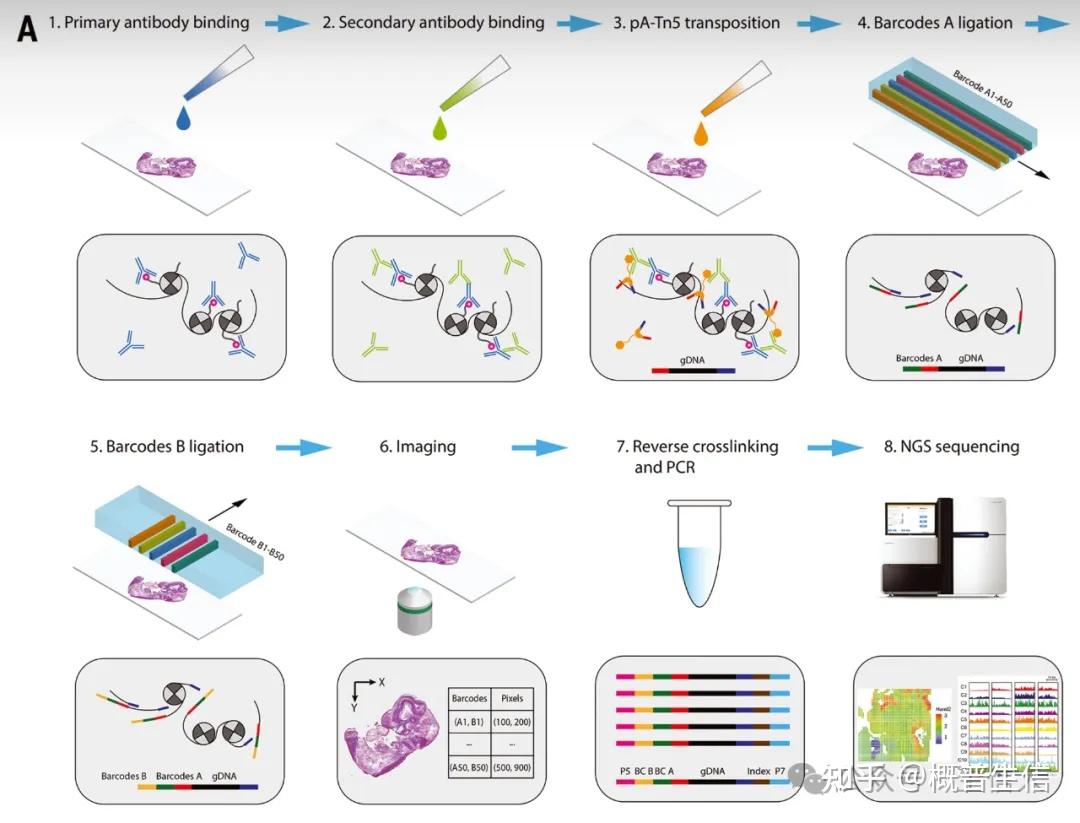 从DBiT-seq到表观组学：樊荣团队多篇顶刊，空间多组学技术如何步步封神？ - 知乎