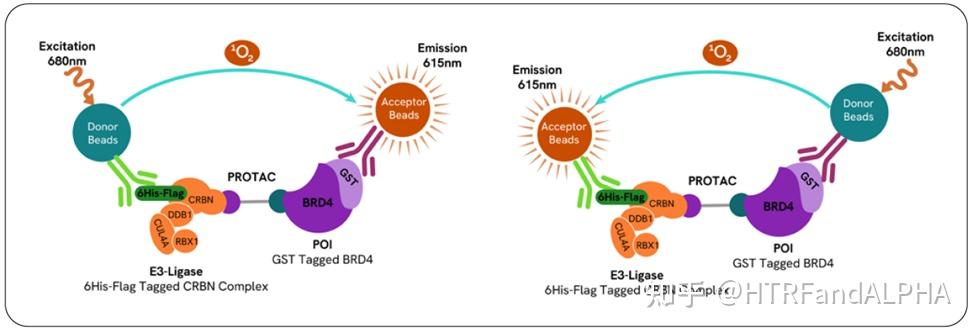 如何利用AlphaLISA tool box 建立PROTAC三元复合物结合实验？ - 知乎