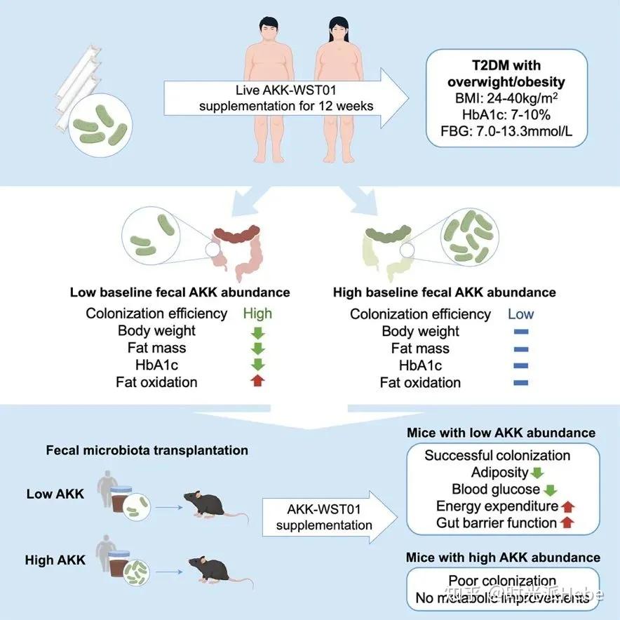 Cell子刊重磅：补充“长寿菌”AKK12周，内脏脂肪直降7%！护脑促开心、降糖稳代谢、护肝辅抗癌..….一文解读11项AKK最新科研成果 - 知乎