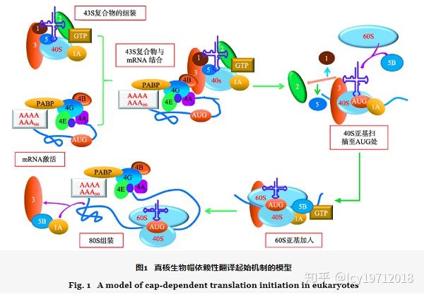信使核糖核酸（mRNA）的结构与功能 - 知乎