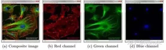 Image J实用技巧：荧光图片使用技巧 - 知乎