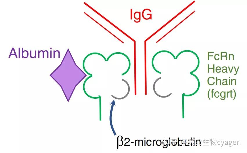 免疫研究热门基因之Fcgrt - 知乎