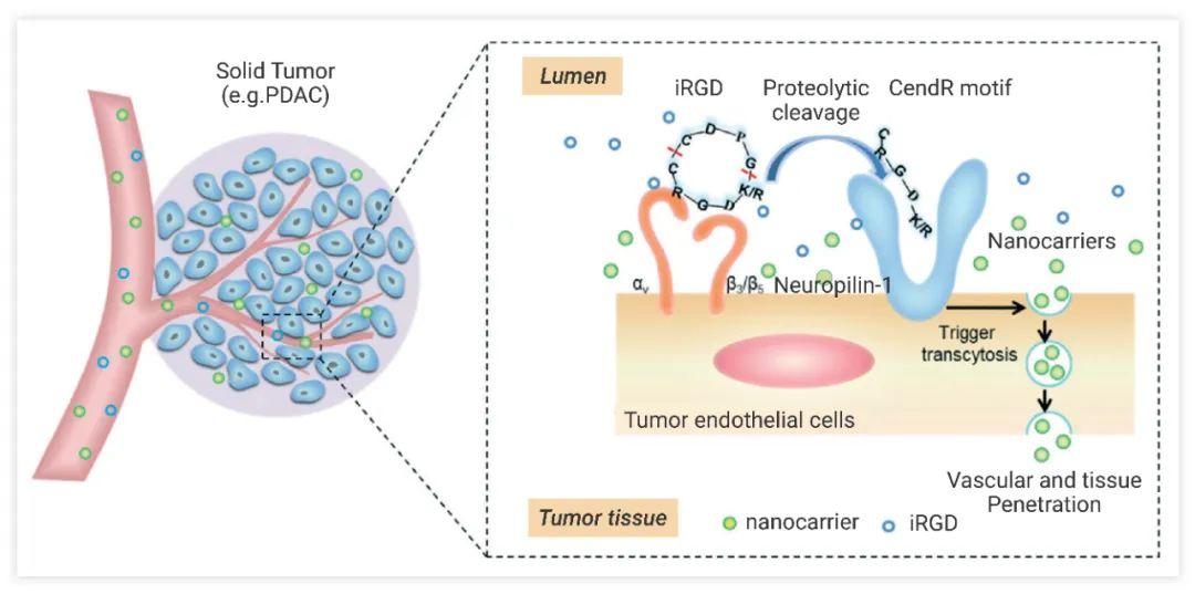 WHO 盘点 | 这些小分子药物有潜力 - MedChemExpress - 知乎