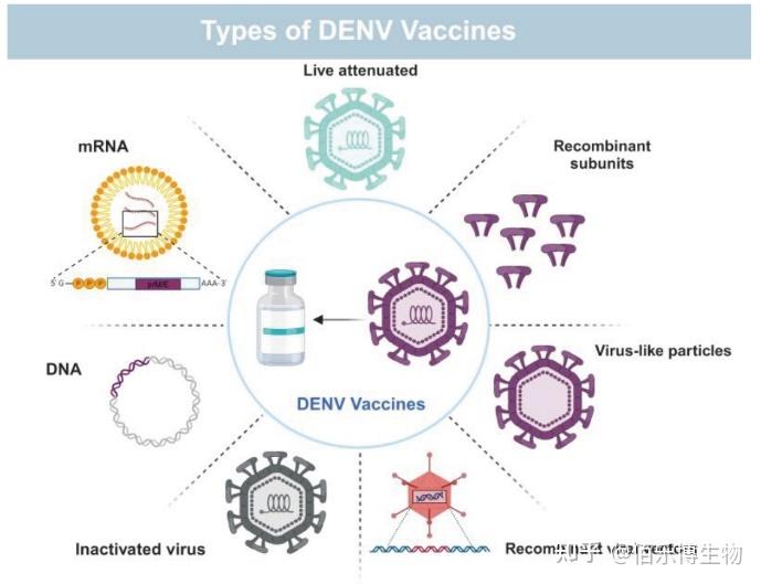 雨水季节来临，小心登革热病毒（Dengue virus，DENV） - 知乎