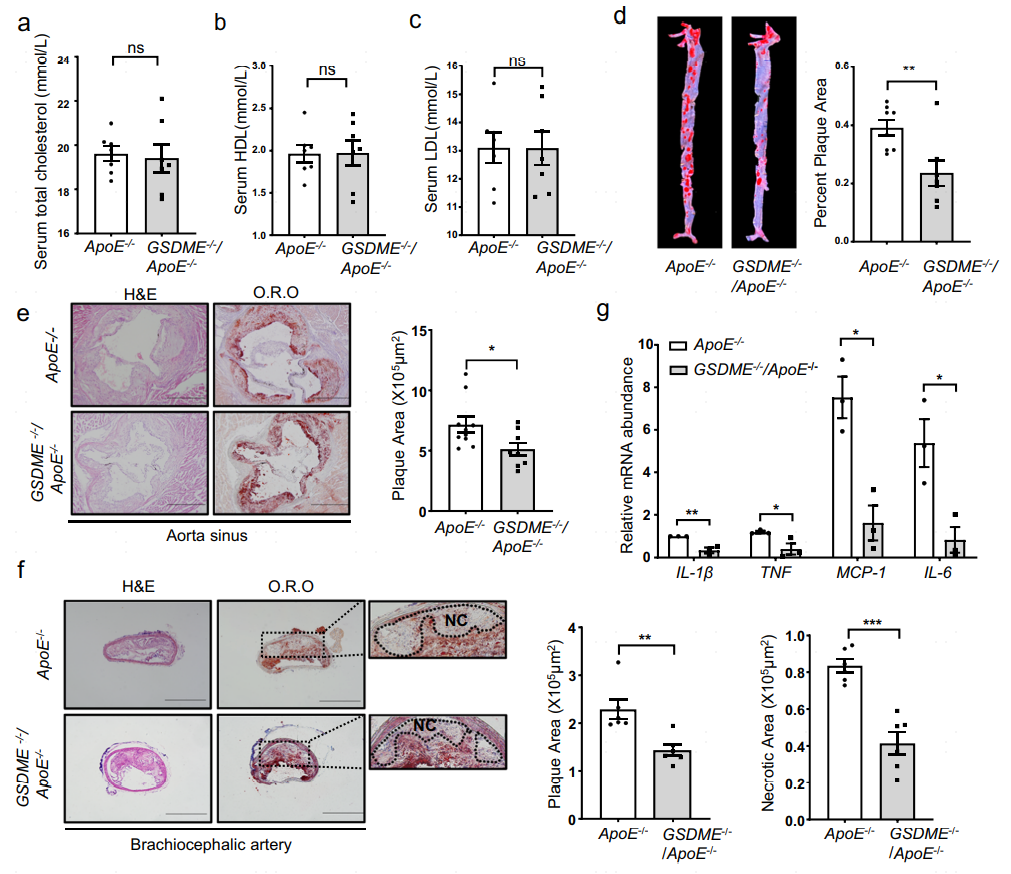 项目文章 | 单细胞测序揭示GSDME介导的细胞焦亡促进动脉粥样硬化进程 - 知乎