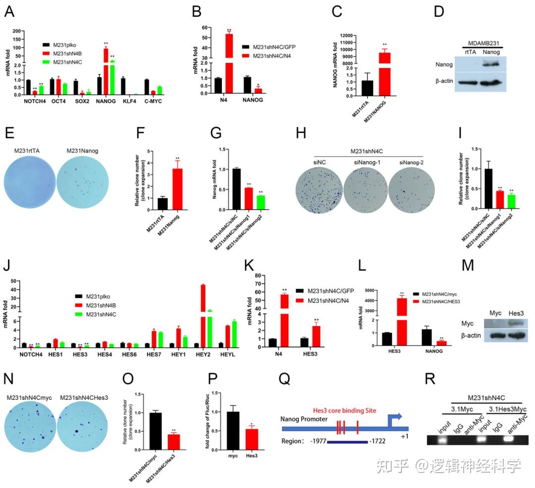 贵州医科大学豆晓伟团队揭示沉默Notch4促进三阴性乳腺癌成瘤和抑制转移作用及机制 - 知乎