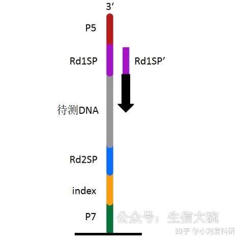 你真的搞懂测序技术了吗 ——第二代测序 - 知乎