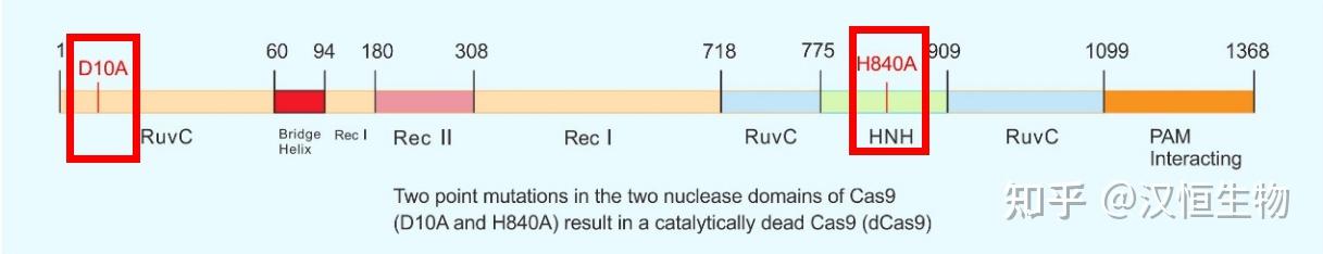 看dCas9蛋白如何“玩转”基因组转录调控 - 知乎