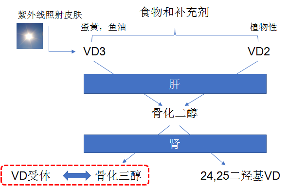 Vitamin D：抗癌新星？ - 知乎